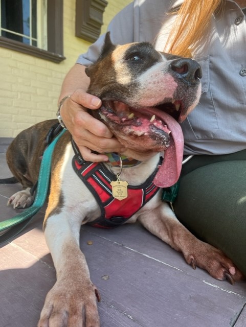 Become a Martin Van Buren B.A.R.K. Ranger - Martin Van Buren National ...