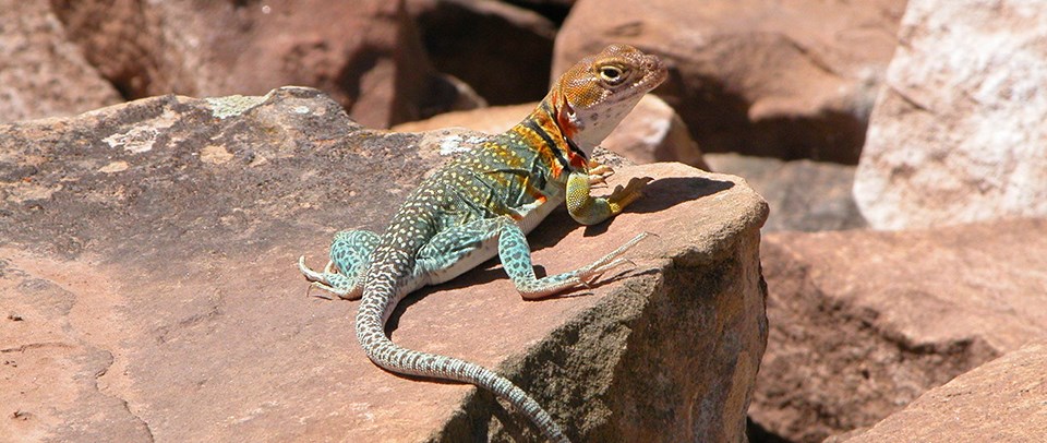Species List Mesa Verde National Park U S National Park Service