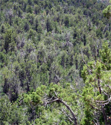 Natural Communities - Mesa Verde National Park (U.S. National Park Service)