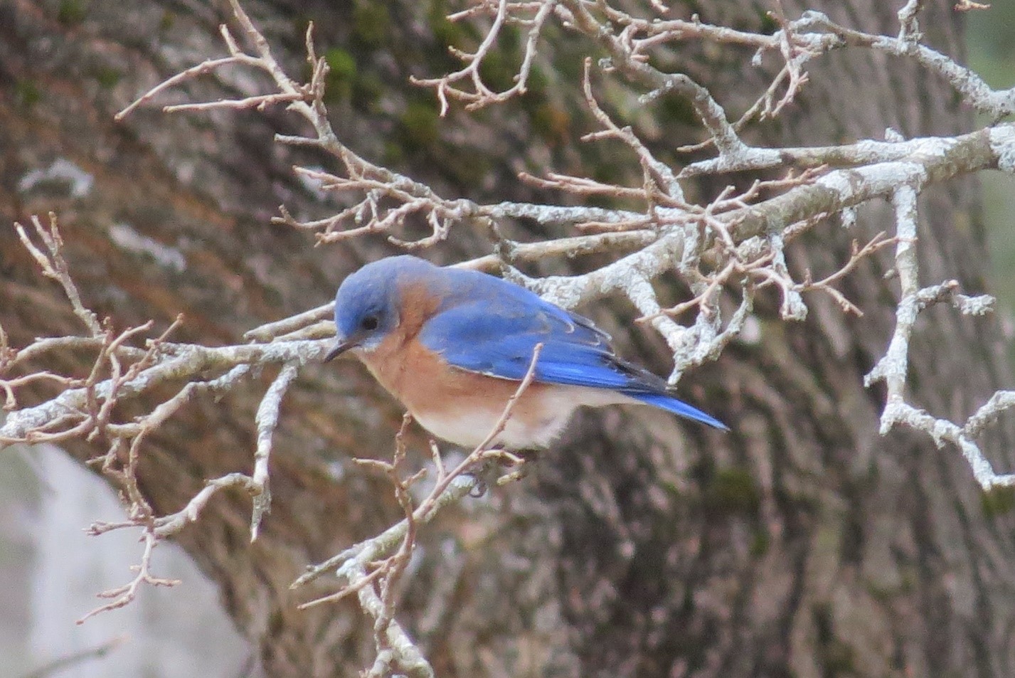 Birds - Minute Man National Historical Park (U.S. National Park Service)