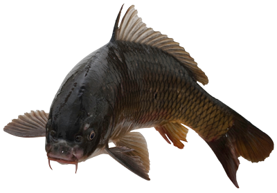 Common Carp in the Upper Mississippi - Mississippi National River and ...
