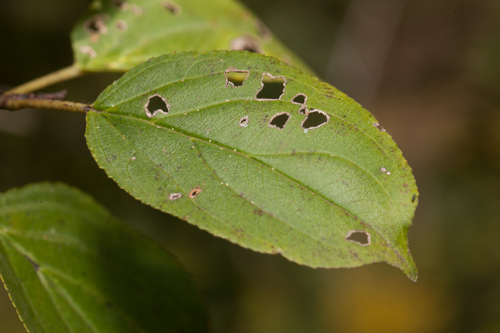 Common Buckthorn - Mississippi National River & Recreation Area (U.S ...