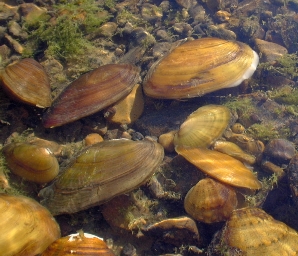 Handling and Collecting Mussels - Mississippi National River and ...