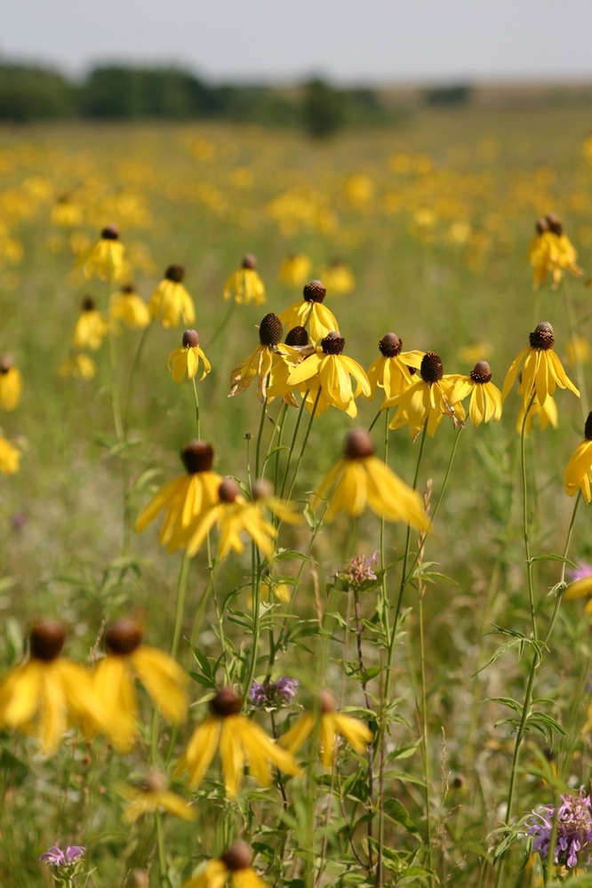 Mulberry Bend Trail Common Plants - Missouri National Recreational ...