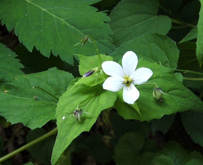 Mulberry Bend Trail Common Plants - Missouri National Recreational ...