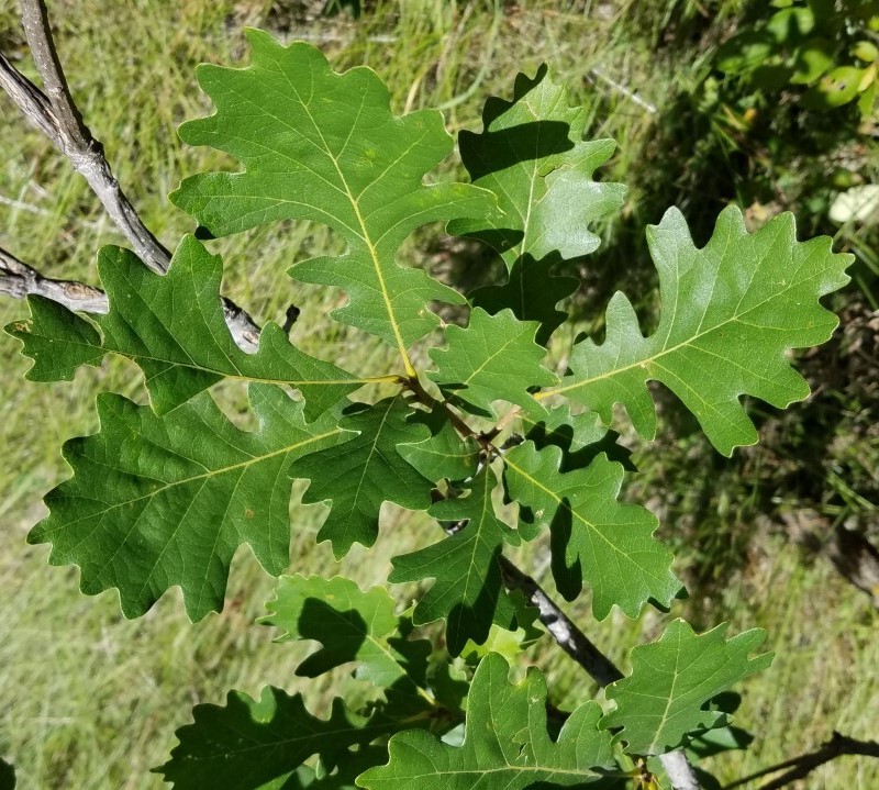 Mulberry Bend Trail Common Plants - Missouri National Recreational ...