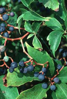 Mulberry Bend Trail Common Plants - Missouri National Recreational ...