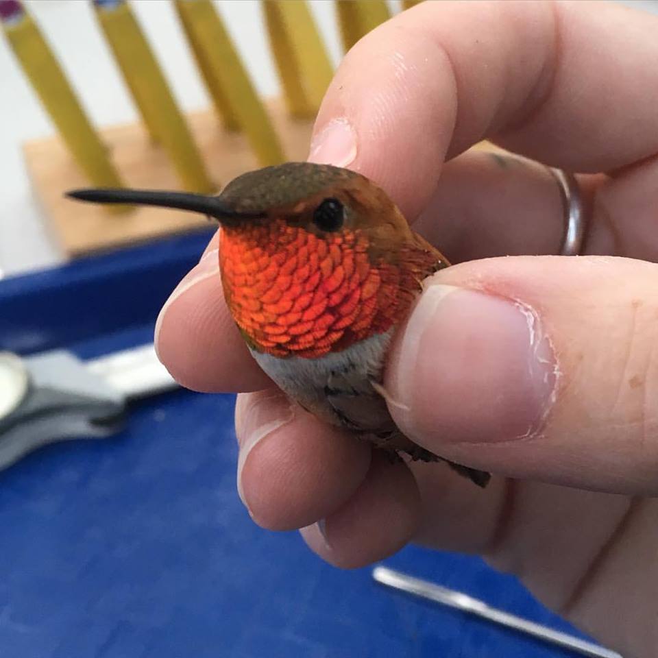 Micro Hummingbird