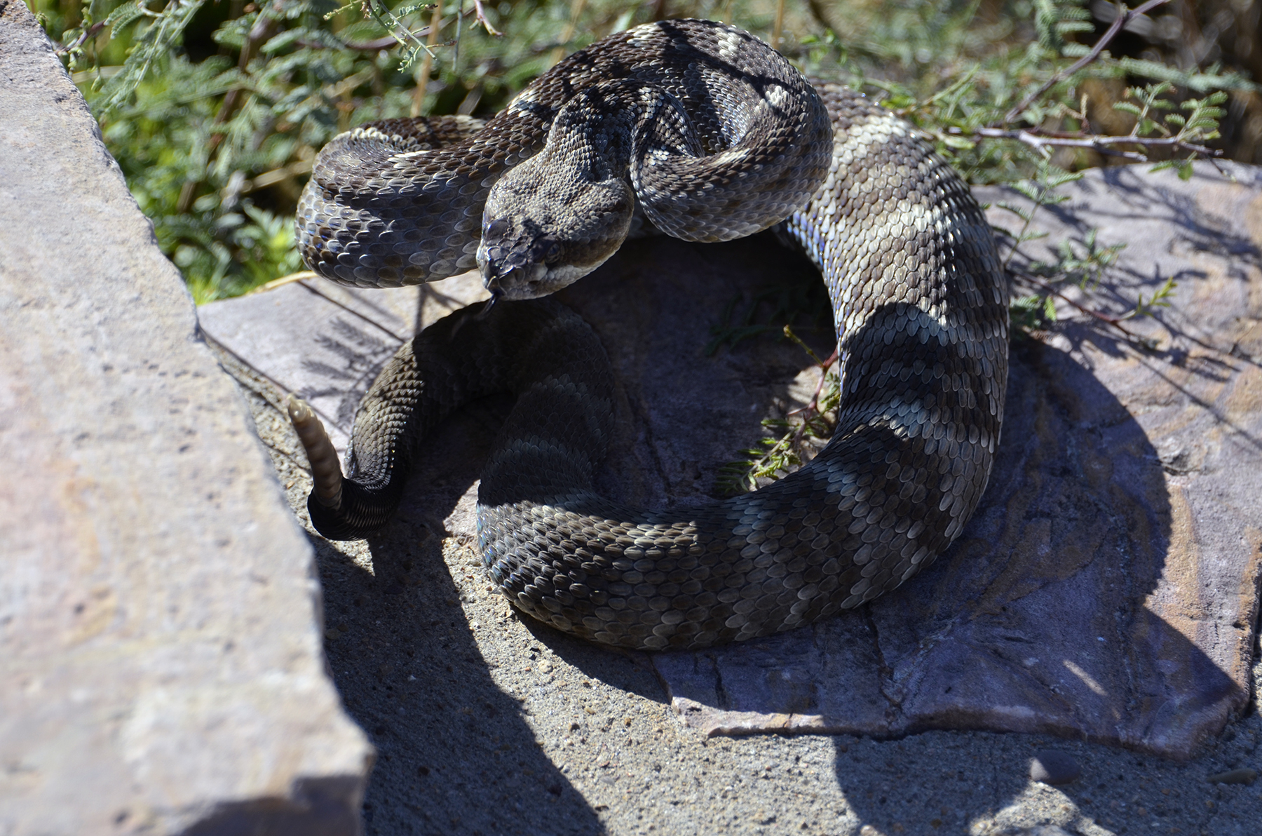 Snakes - Montezuma Castle National Monument (U.S. National Park Service)