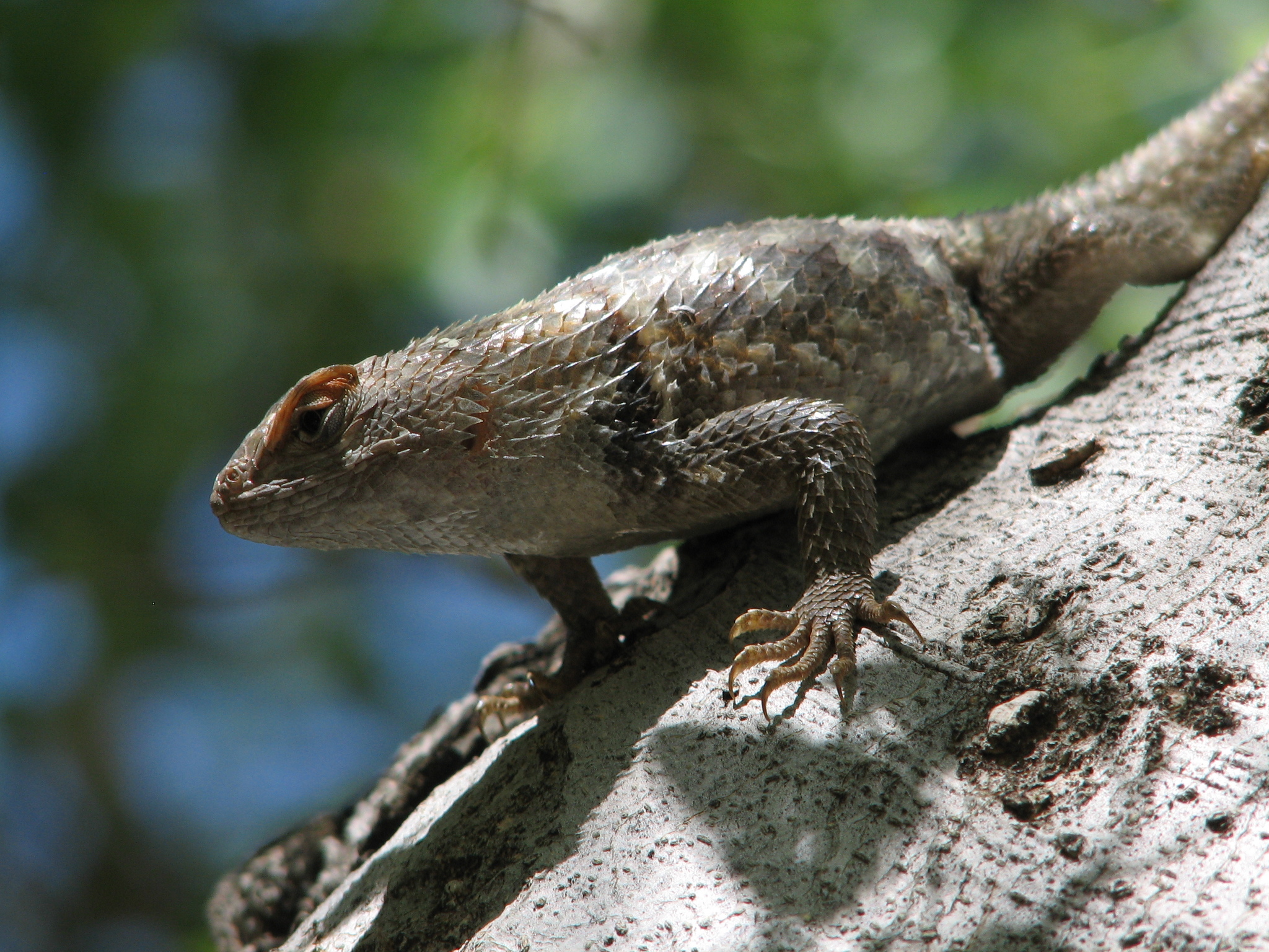 Lizards - Montezuma Castle National Monument (U.S. National Park Service)