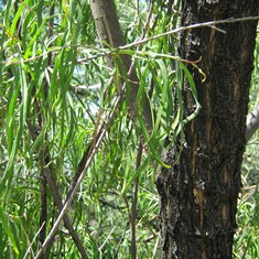 Trees and Shrubs - Montezuma Castle National Monument (U.S. National ...