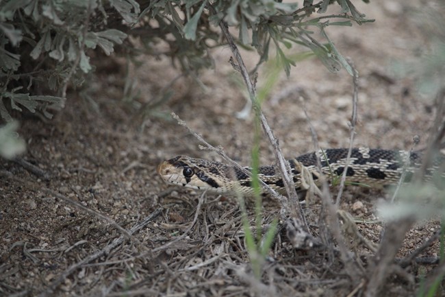 Snakes - Montezuma Castle National Monument (U.S. National Park Service)