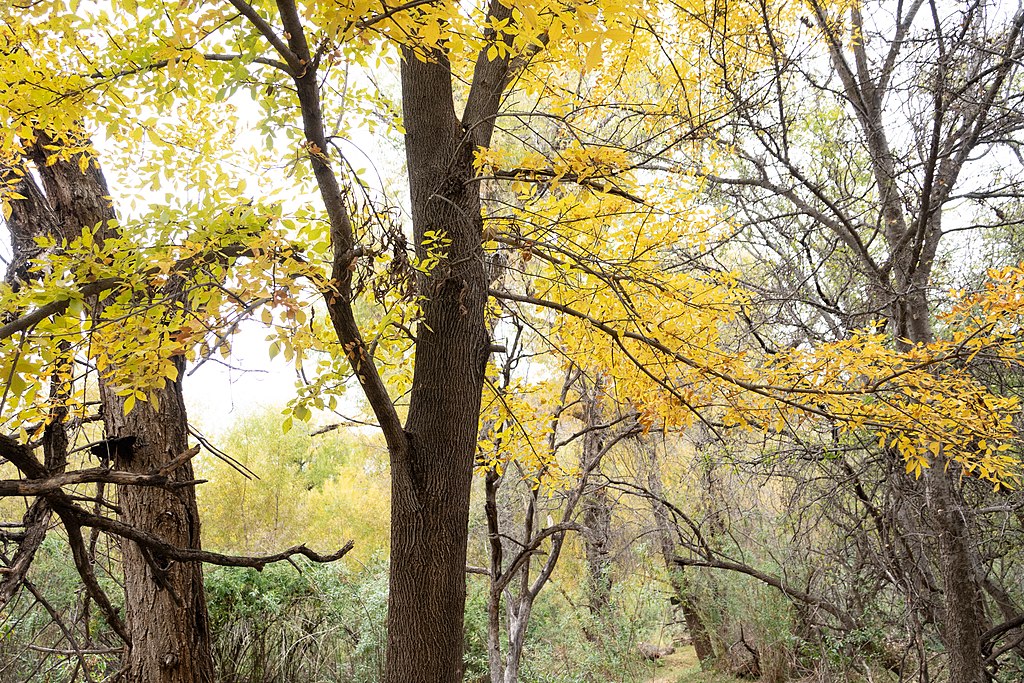 Trees and Shrubs - Montezuma Castle National Monument (U.S. National ...