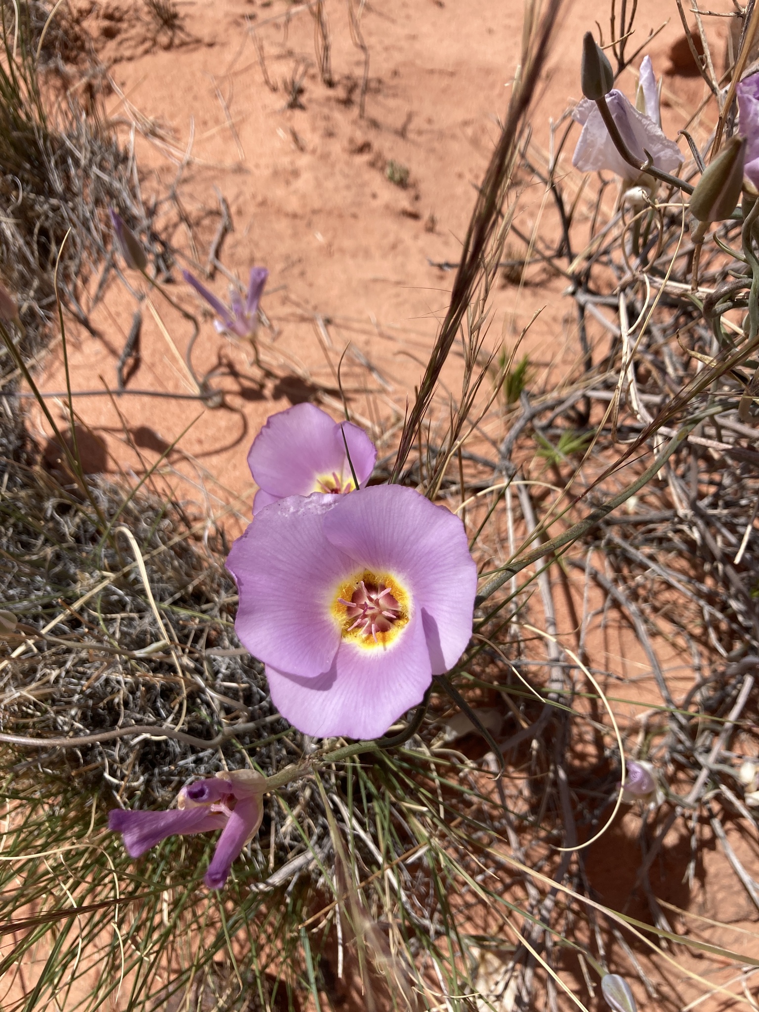 Wildflowers - Montezuma Castle National Monument (U.S. National Park ...