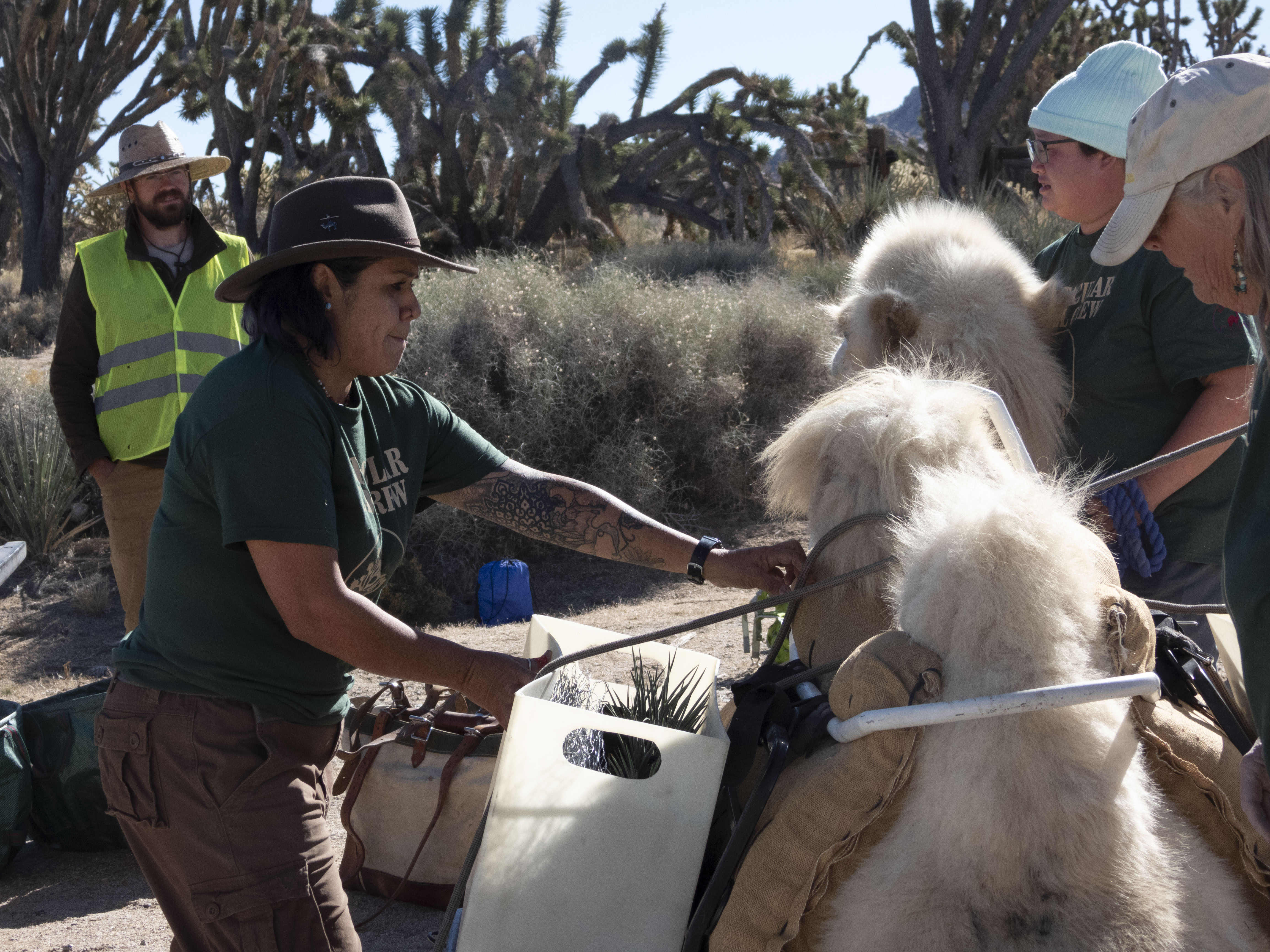 Cima Dome Joshua Tree Forest Restoration - Mojave National Preserve (U ...