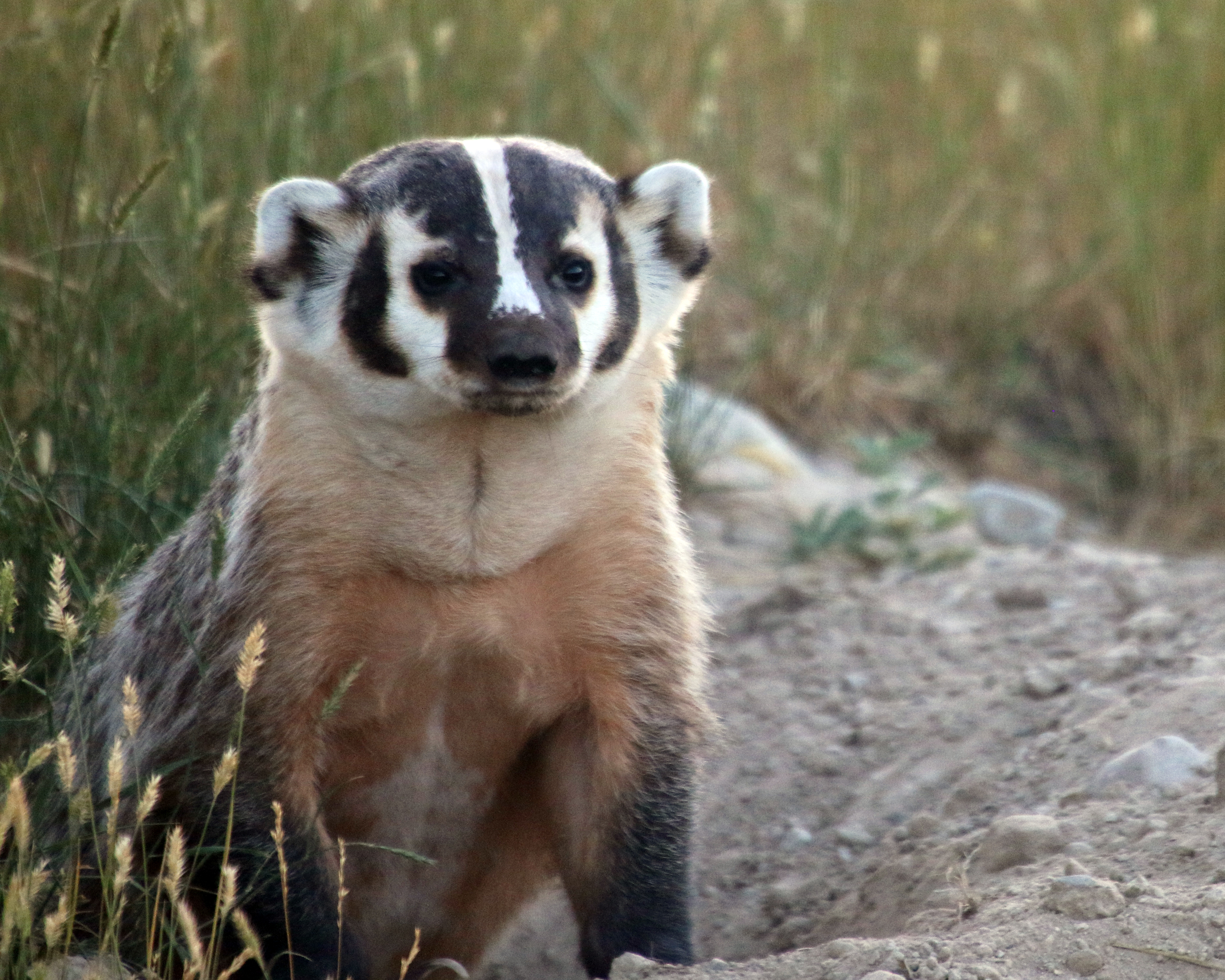 Badger - Mojave National Preserve (U.S. National Park Service)