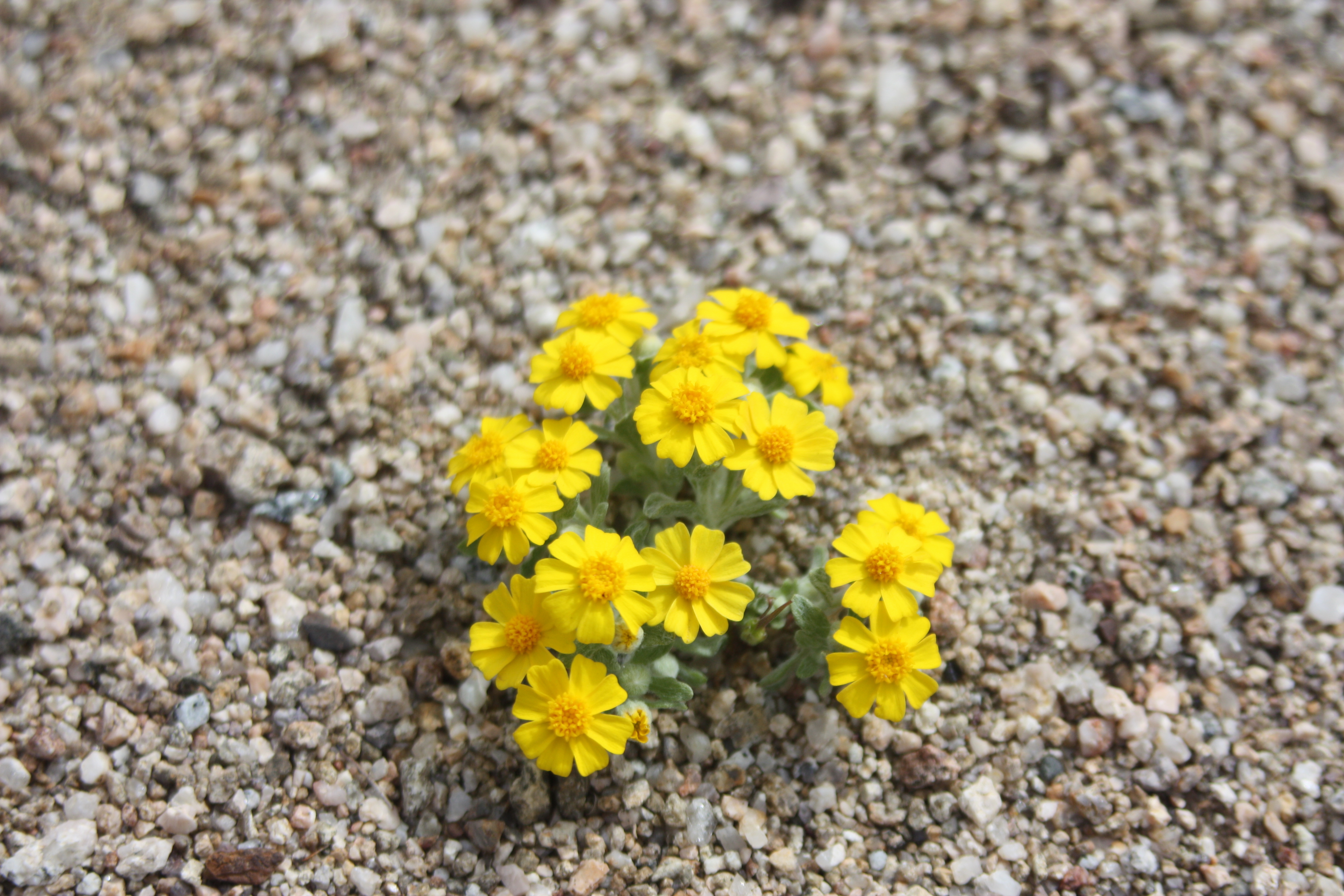 Wildflower Observations (Spring 2011) - Mojave National Preserve (U.S ...