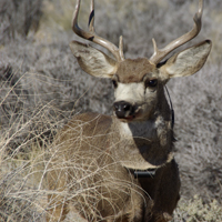More Water for Mule Deer? - Mojave National Preserve (U.S. National ...