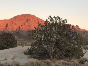 Cima Road - Mojave National Preserve (U.S. National Park Service)