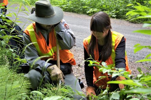 Volunteer Opportunities - Mount Rainier National Park (U.S. National ...