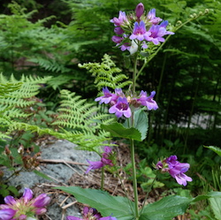 Subalpine Wildflowers - Blue/Purple - Mount Rainier National Park (U.S ...