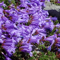 Subalpine Wildflowers - Blue/Purple - Mount Rainier National Park (U.S ...