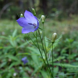 Subalpine Wildflowers - Blue/Purple - Mount Rainier National Park (U.S ...