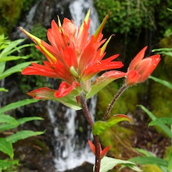 Subalpine Wildflowers - Pink/Red - Mount Rainier National Park (U.S ...