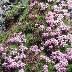 Subalpine Wildflowers - Pink/Red - Mount Rainier National Park (U.S ...