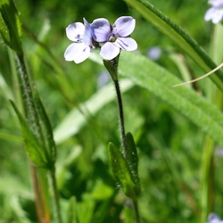Subalpine Wildflowers - Blue/Purple - Mount Rainier National Park (U.S ...