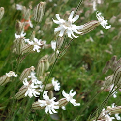 Subalpine Wildflowers - White - Mount Rainier National Park (U.S ...
