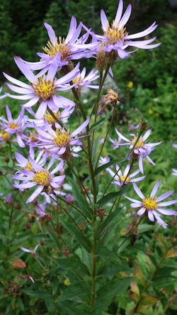 Subalpine Wildflowers - Blue/Purple - Mount Rainier National Park (U.S ...