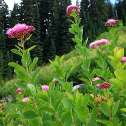 Subalpine Wildflowers - Pink/Red - Mount Rainier National Park (U.S ...