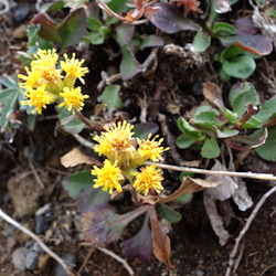 Subalpine Wildflowers - Yellow/Orange - Mount Rainier National Park (U ...