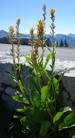 Subalpine Wildflowers - Yellow/Orange - Mount Rainier National Park (U ...