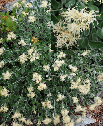 Subalpine Wildflowers - White - Mount Rainier National Park (U.S ...