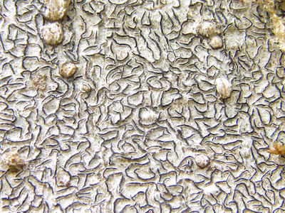 Crustose Lichens - Mount Rainier National Park (U.S. National Park Service)