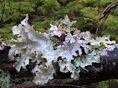 Foliose Lichens - Mount Rainier National Park (U.S. National Park Service)