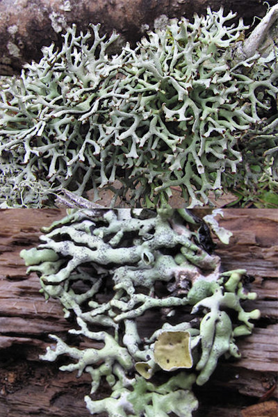 Foliose Lichens - Mount Rainier National Park (U.S. National Park Service)