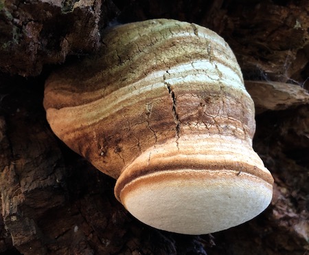 Decomposing Fungi - Mount Rainier National Park (U.S. National Park ...