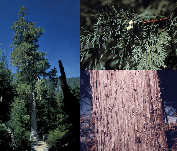 Conifer Trees - Mount Rainier National Park (U.S. National Park Service)