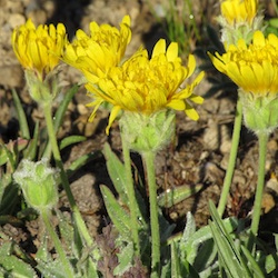 Subalpine Wildflowers - Yellow/Orange - Mount Rainier National Park (U ...