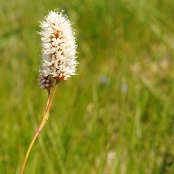 Subalpine Wildflowers - White - Mount Rainier National Park (U.S ...