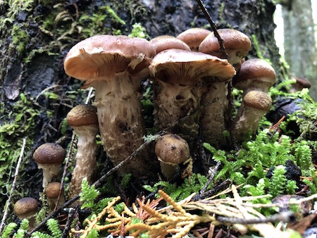 Parasitic Fungi - Mount Rainier National Park (U.S. National Park Service)