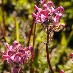 Subalpine Wildflowers - Pink/Red - Mount Rainier National Park (U.S ...
