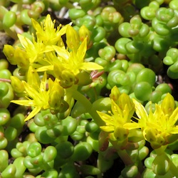 Subalpine Wildflowers - Yellow/Orange - Mount Rainier National Park (U ...