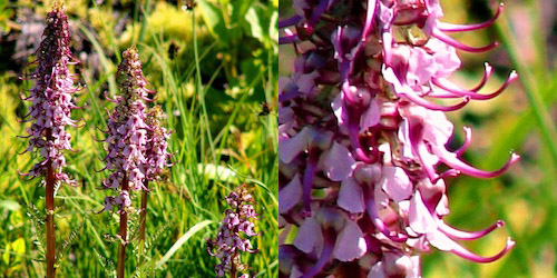 Subalpine Wildflowers - Pink/Red - Mount Rainier National Park (U.S ...