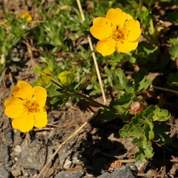 Subalpine Wildflowers - Yellow/Orange - Mount Rainier National Park (U ...