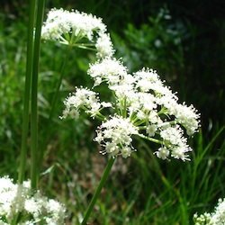 Subalpine Wildflowers - White - Mount Rainier National Park (U.S ...