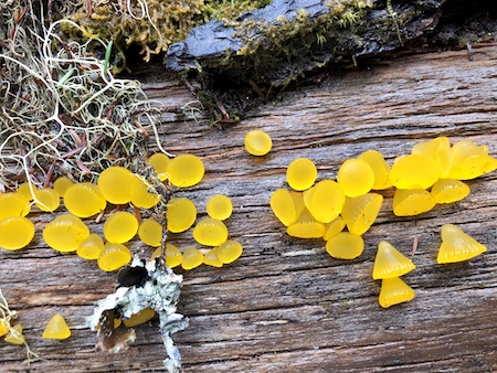 Decomposing Fungi - Mount Rainier National Park (U.S. National Park ...